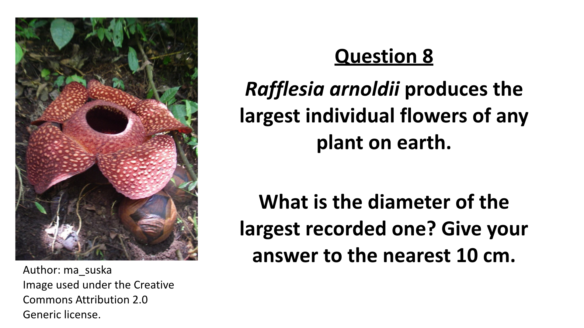 Estimation.008 – BossMaths.com