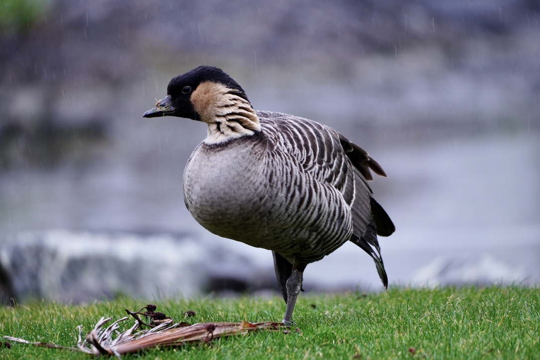 A rhombus, David Attenborough, and the Loch Ness Monster – BossMaths.com